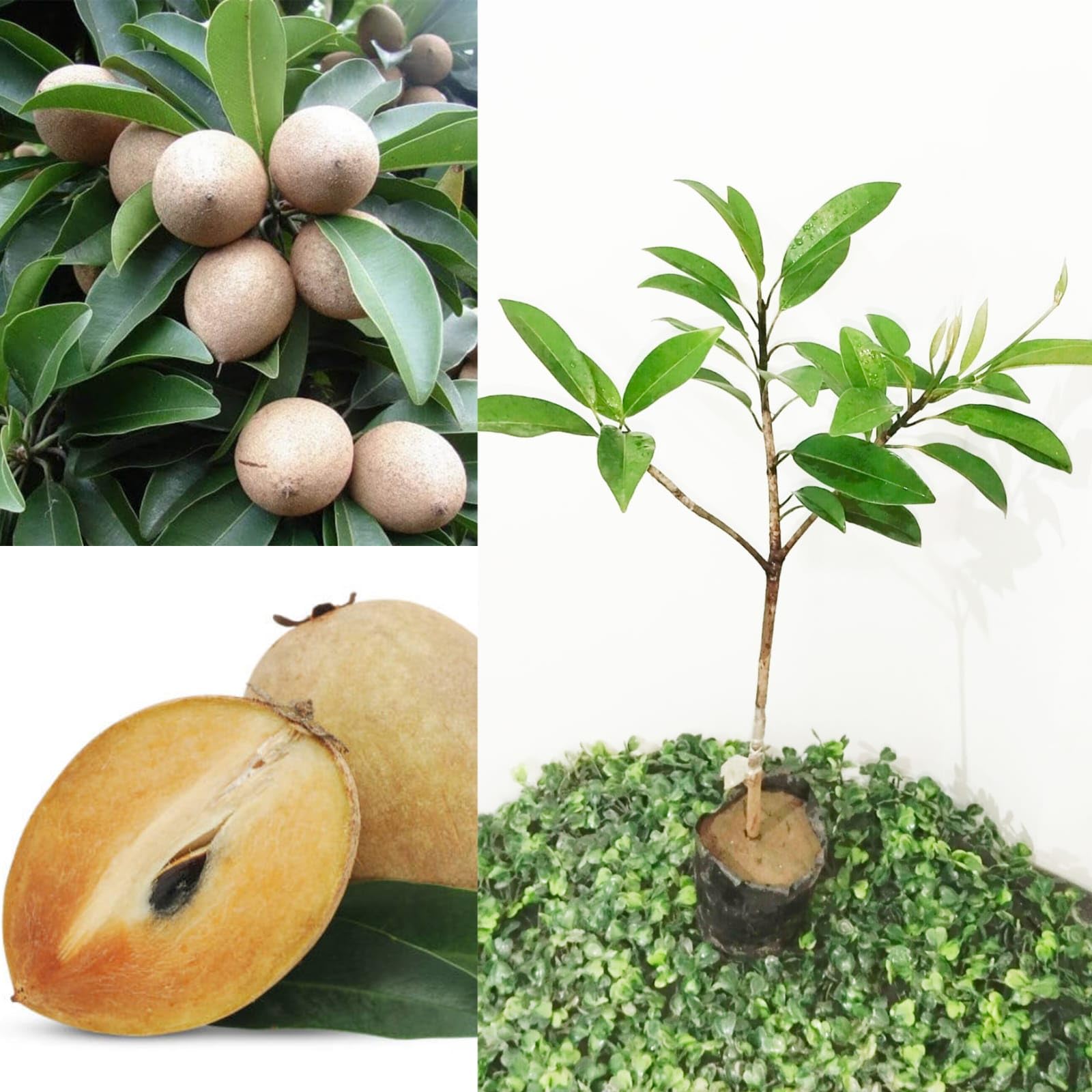 Grafted Sapodilla Fruit Tree Grafted Sapodilla / Zapote (manilkara