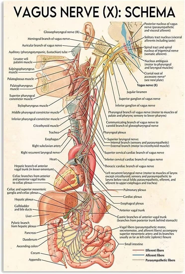 Amazon.com : Neurology Metal Tin Signs Vagus Nerve Schema Posters ...