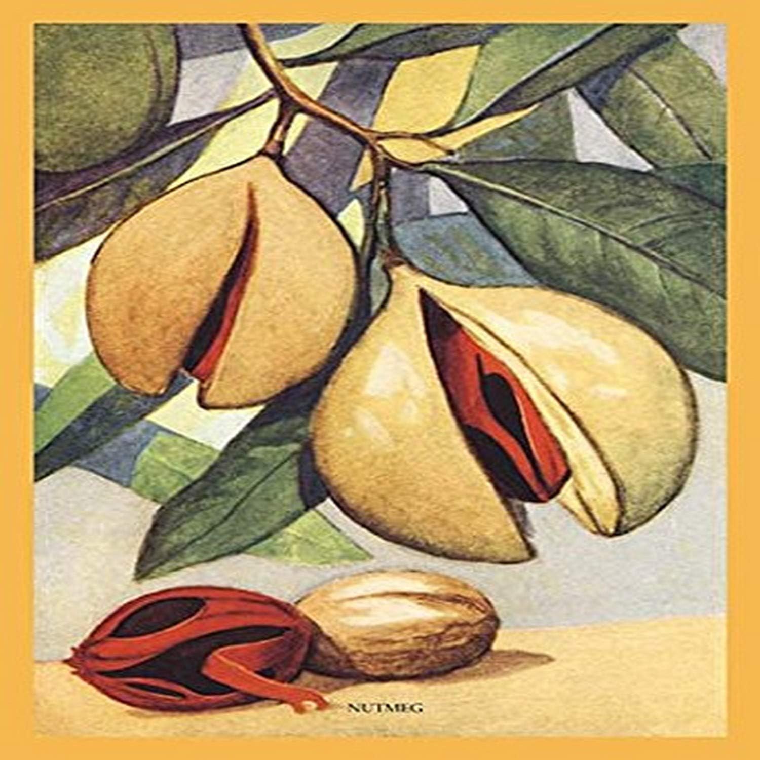 Amazon.com: Buyenlarge Nutmeg - 8" X 12" Fine Art Giclee Print: Posters ...