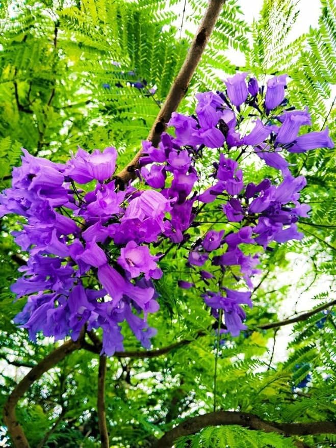 Jacaranda Mimosifolia Neel Mohar Flower Live Plant |Outdoor & Indoor ...
