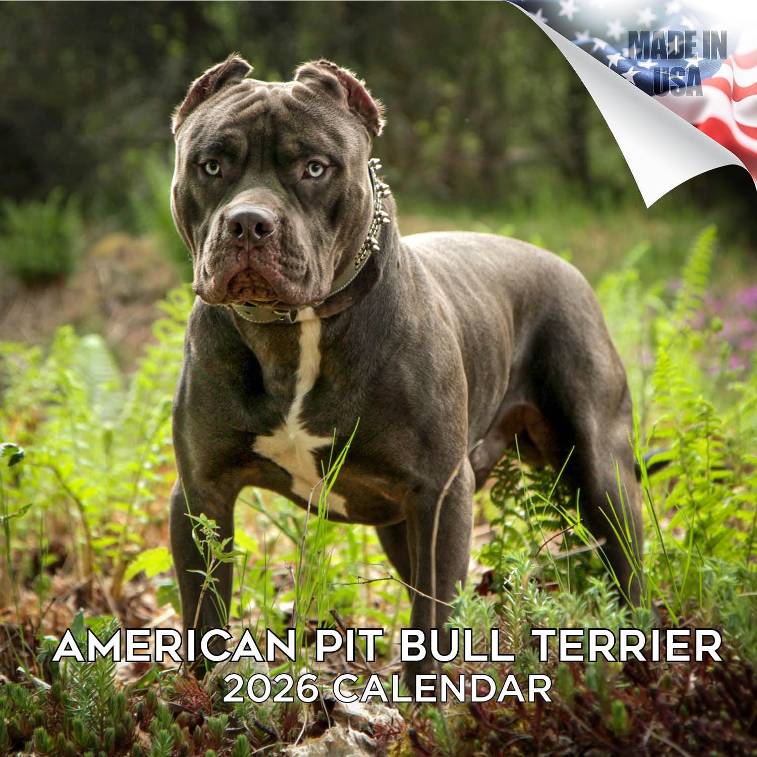 Amazon.com : 2025 2026 American Pit Bull Terrier Calendar - Dog Breed ...