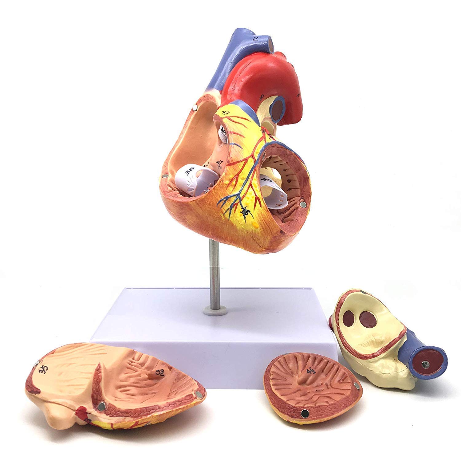 Buy New 2X d Human Heart Anatomical Model,Anatomically Accurate Heart ...