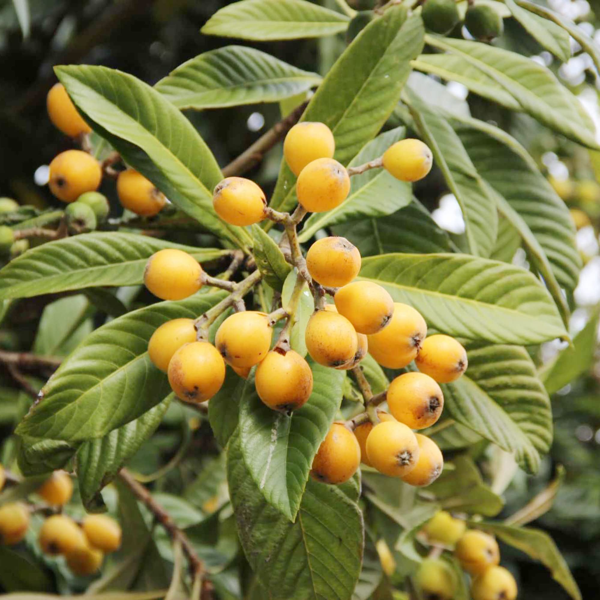 Amazon.com : Loquat Tree Seeds Eriobotrya Japonica Fragrant Hardy ...