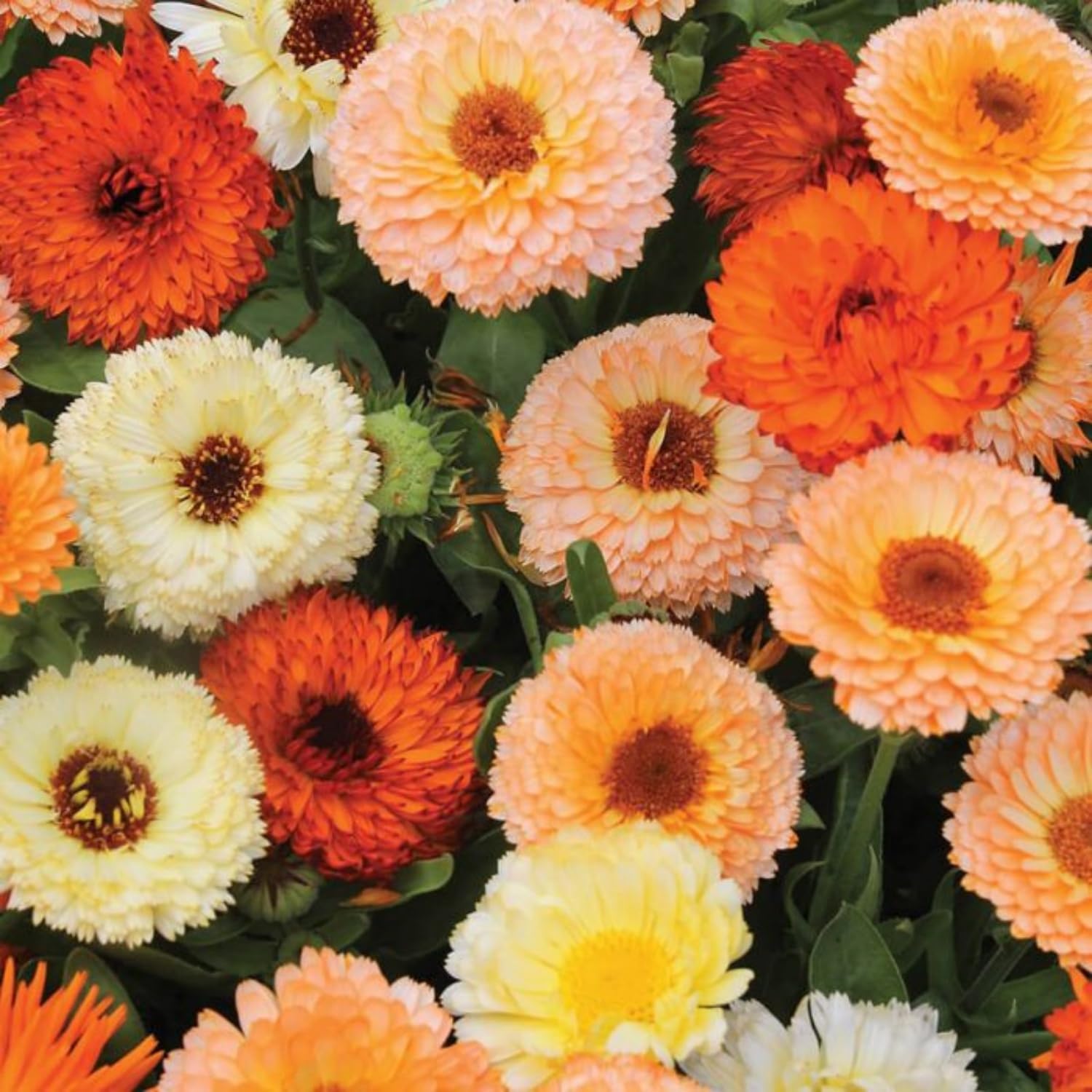 Amazon.com : 2000+ Calendula Seeds for Planting - Calendula officinalis ...