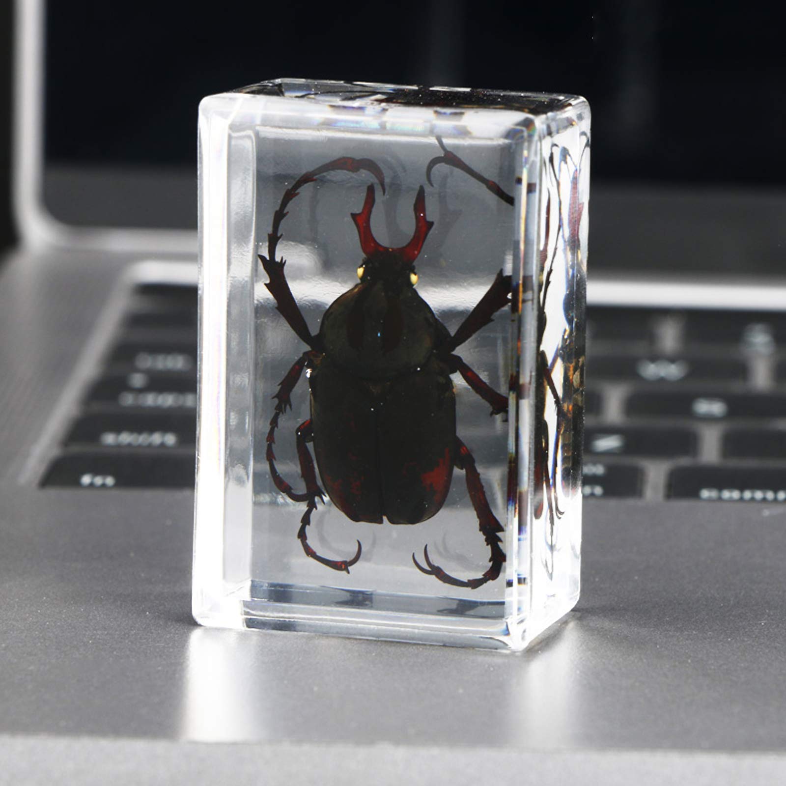 Buy Insect ab Specimen,science Kit,Taxidermy Resin,Resin Desk ...