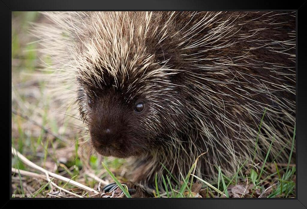 Porcupine Homes