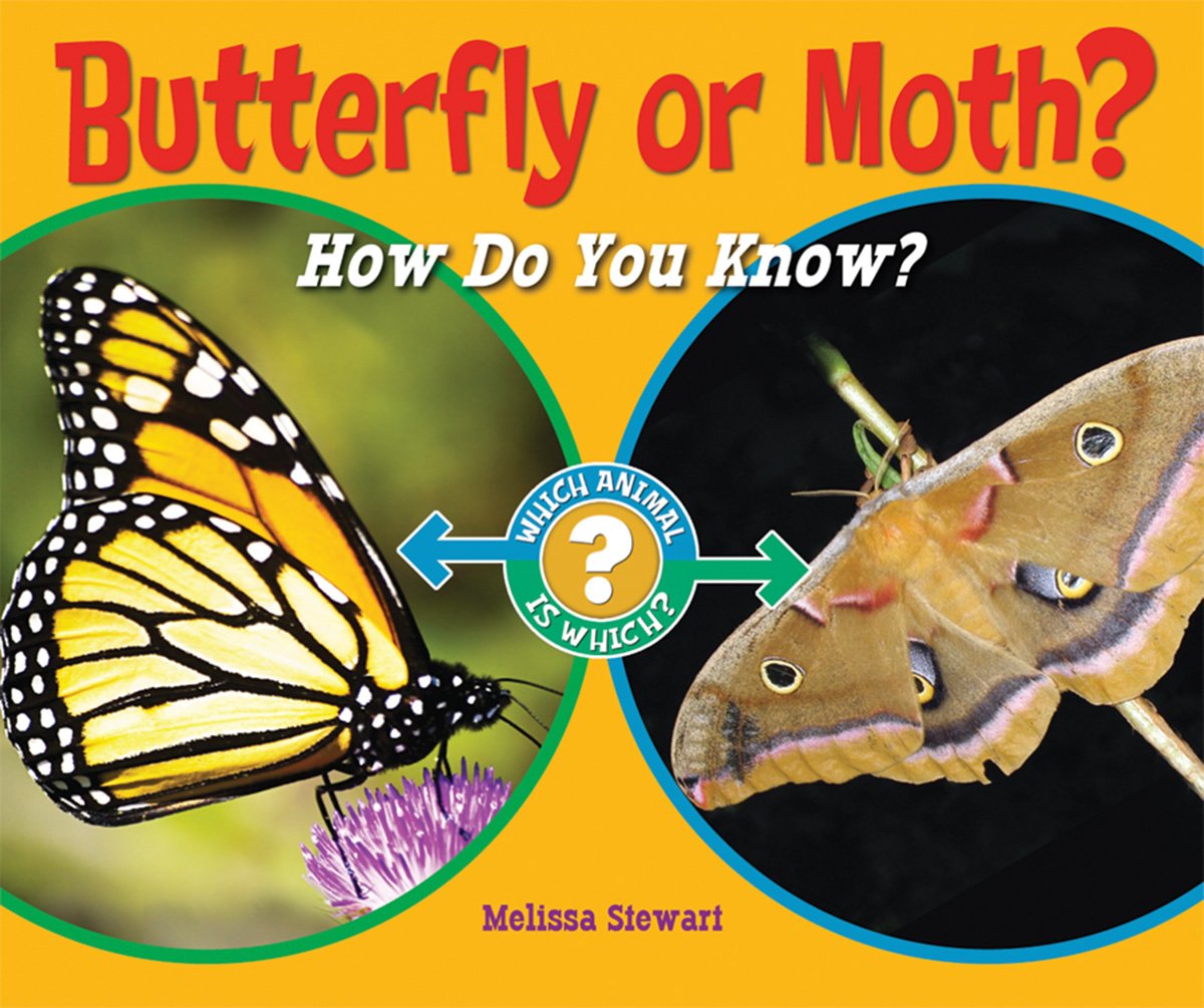 Butterfly or Moth?: How Do You Know? (Which Animal Is Which?): Stewart ...