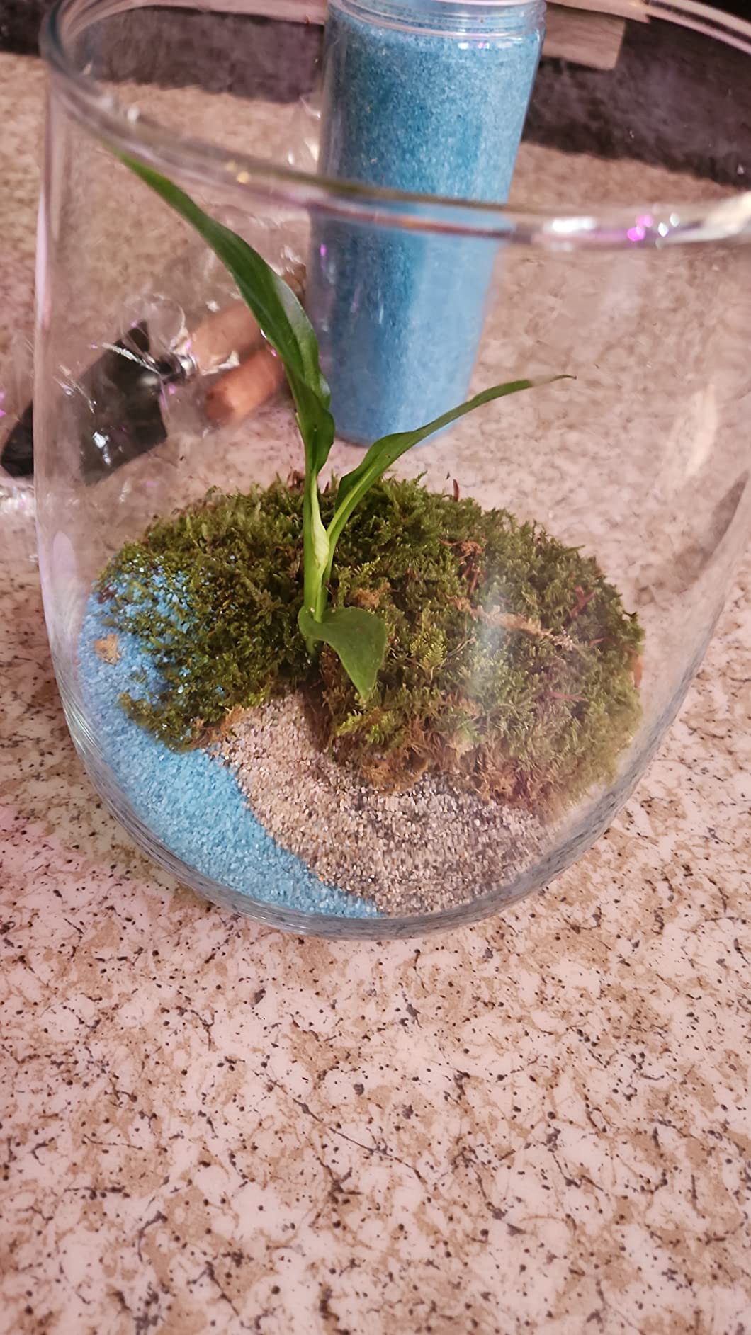 Exotenherz - 5er Set Mini-Moos-Box - Echtes Natur-Moos zum Basteln und ...