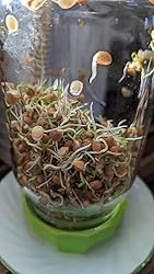 Masontops Bean Screen Plastic Mason Jar Sprouting Lids Mason Jar ...