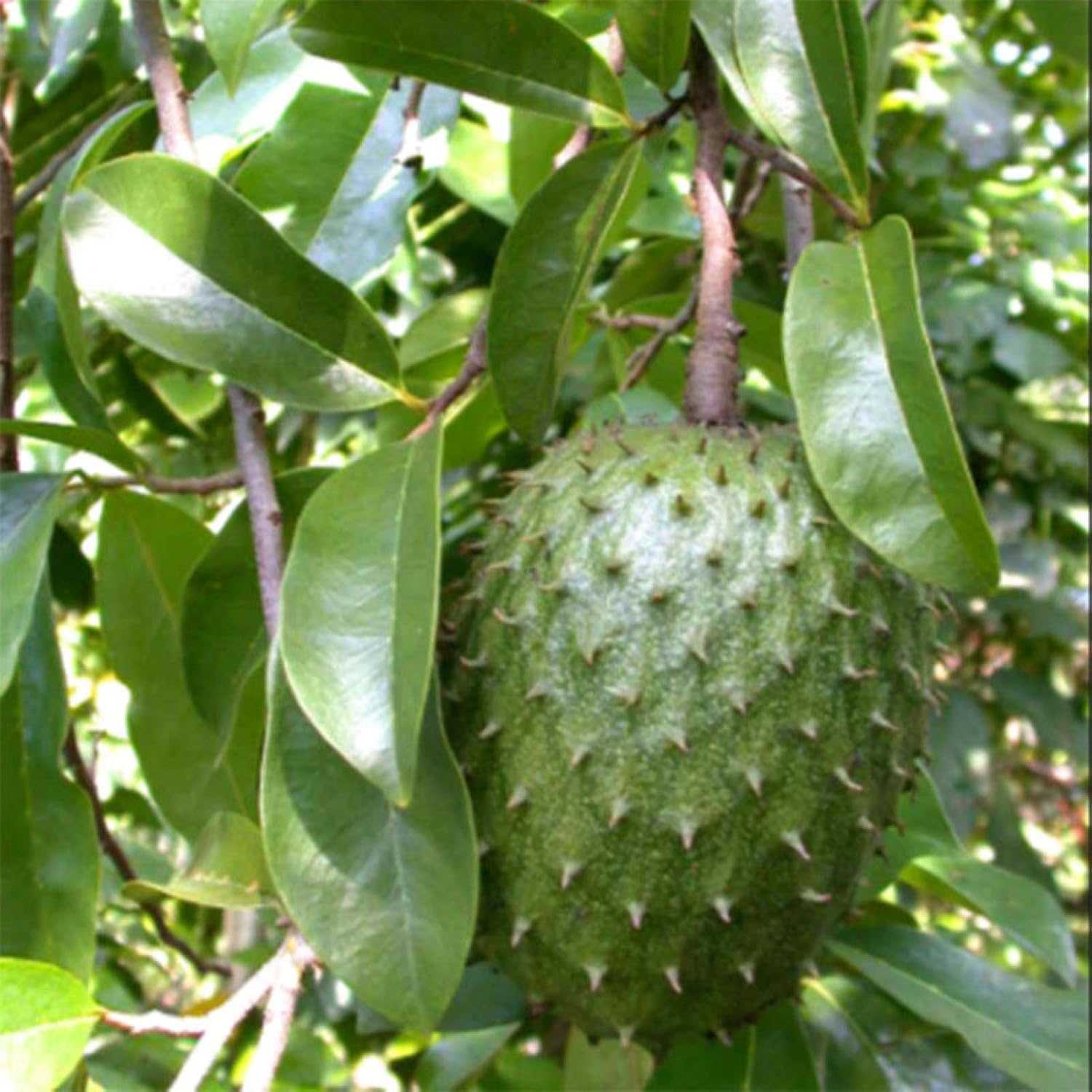 Fresh Fruit Seed with 20Pcs Soursop Tropical Fruit Custard Graviola Annona Muricata Seeds for ...
