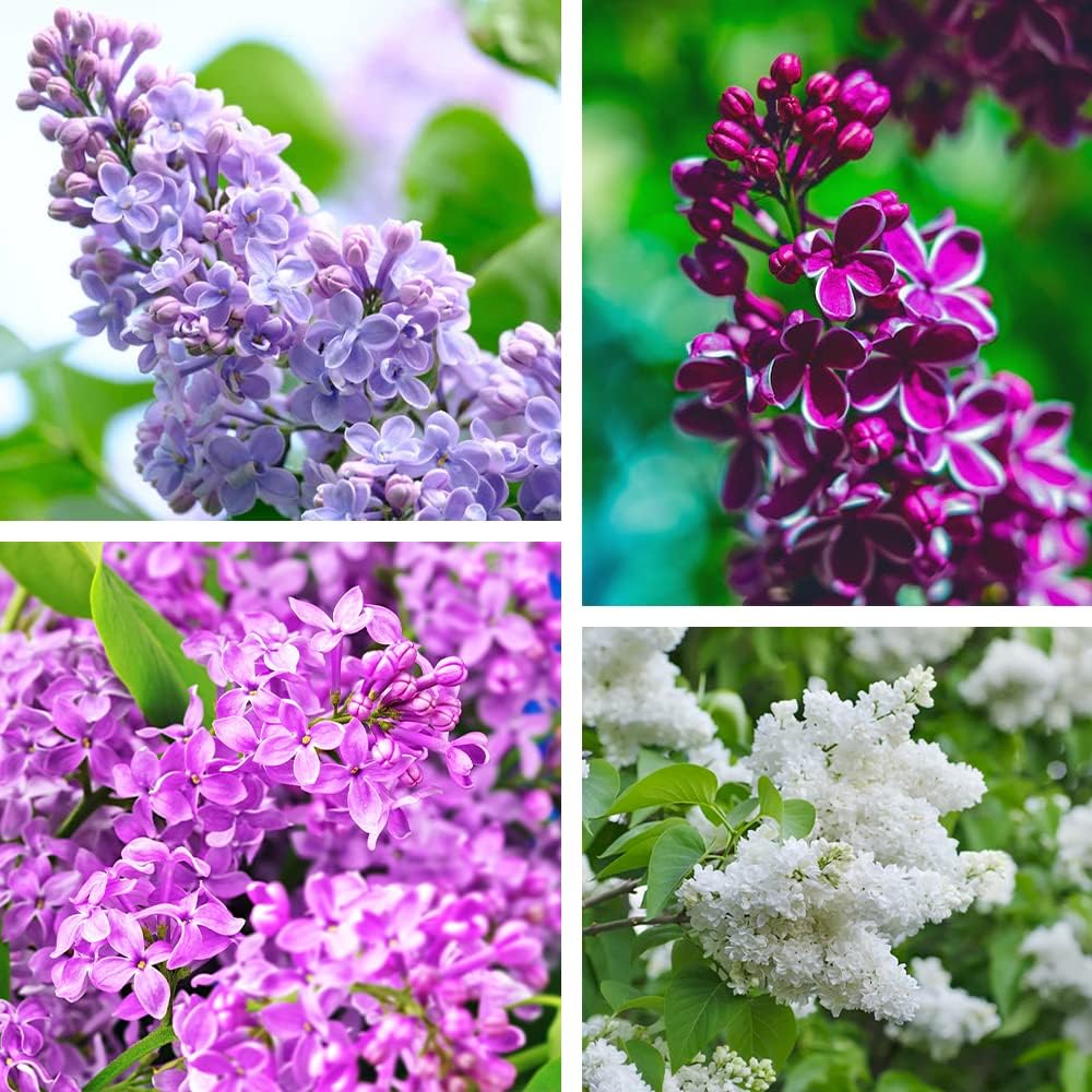Amazon.com : 200+ Mixed Lilac Seeds for Planting 4 Colors Extremely ...