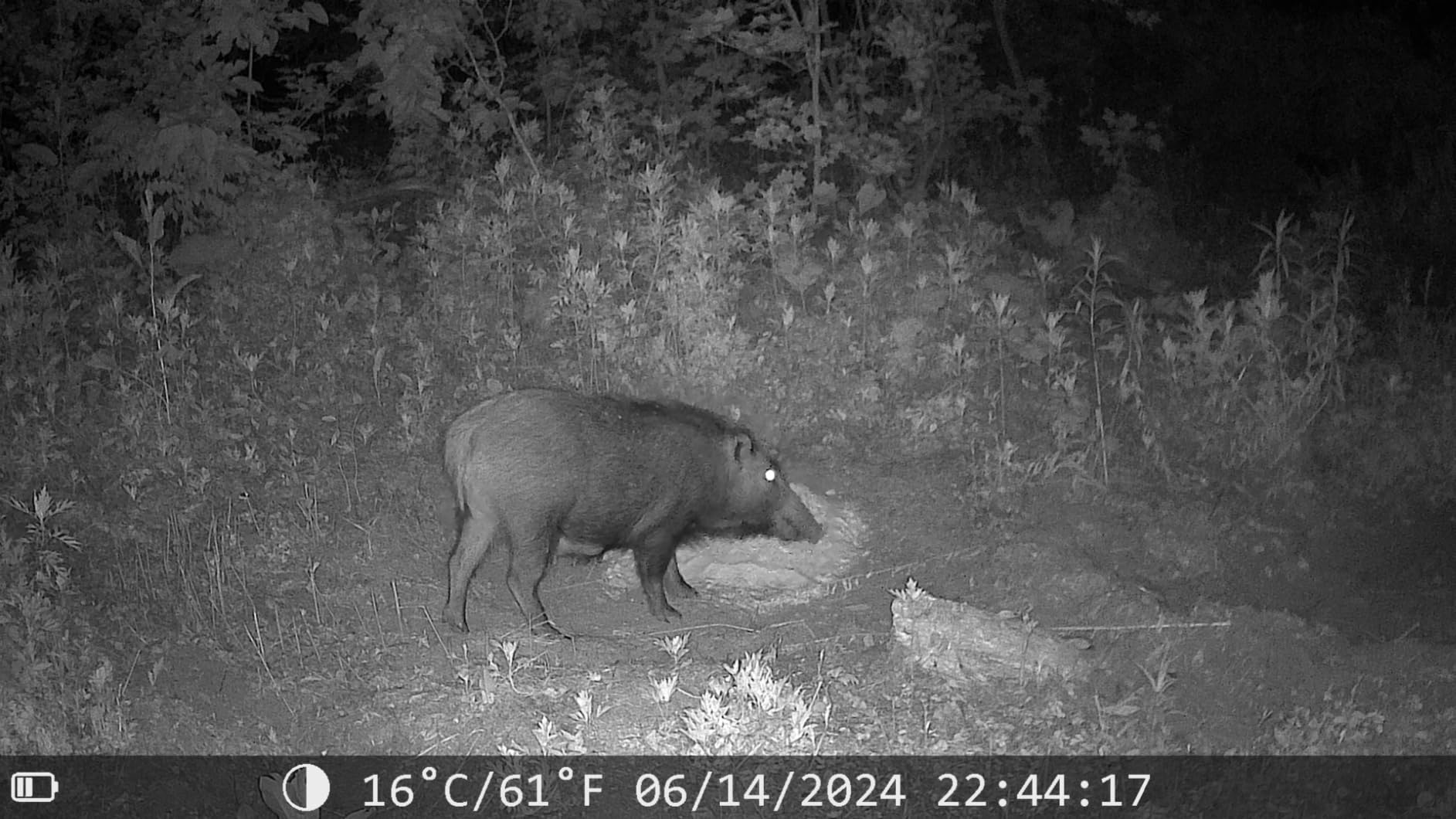 Amazon.co.jp: Hapimp Security Camera, WIFI Compatible, Trail Camera ...