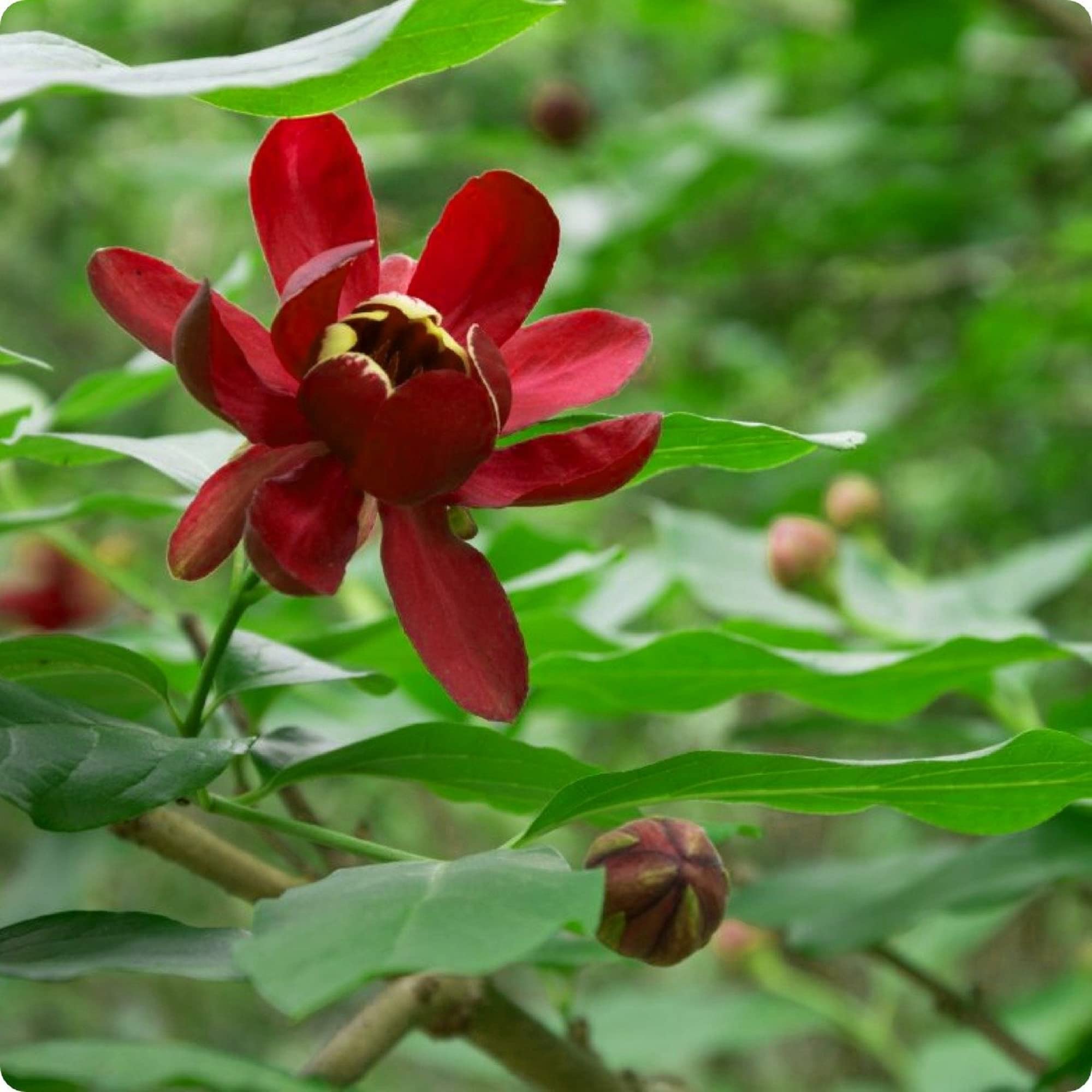 Calycanthus Floridus