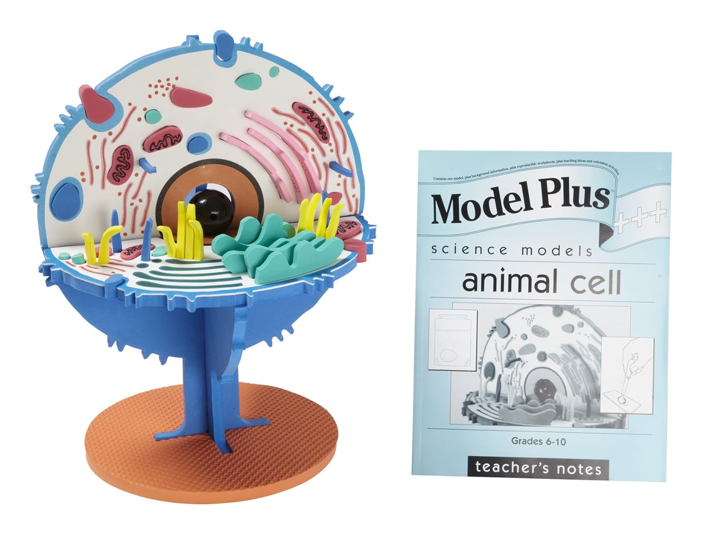 Animal Cell Model Project For School