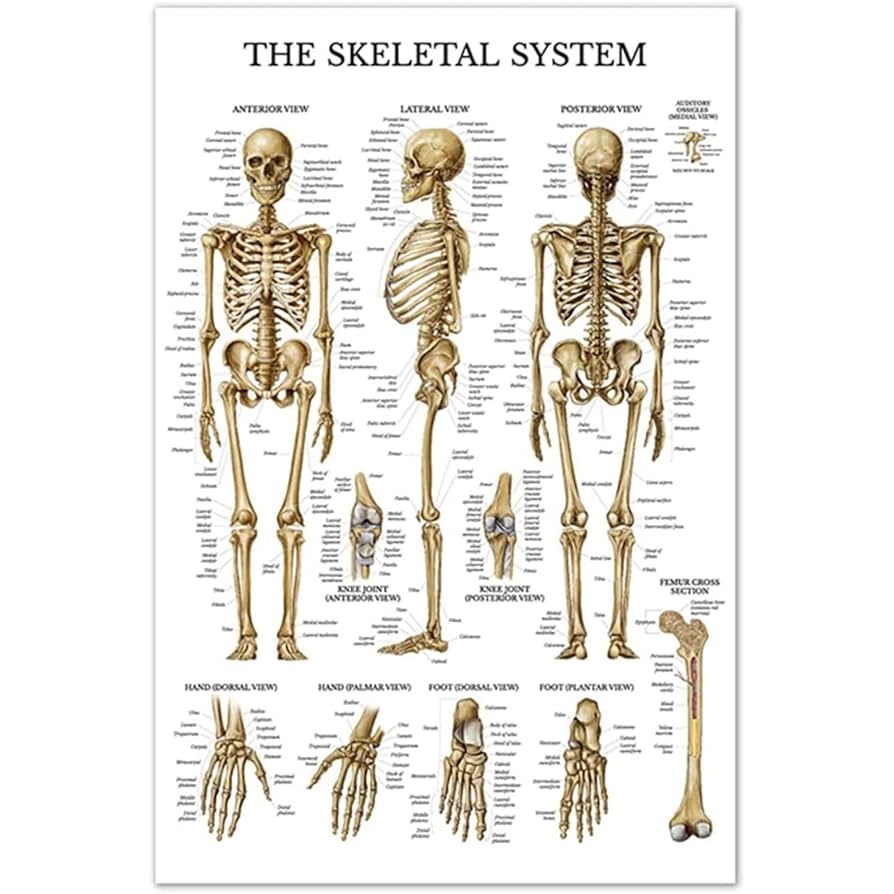 Human Anatomy Bones Drawing