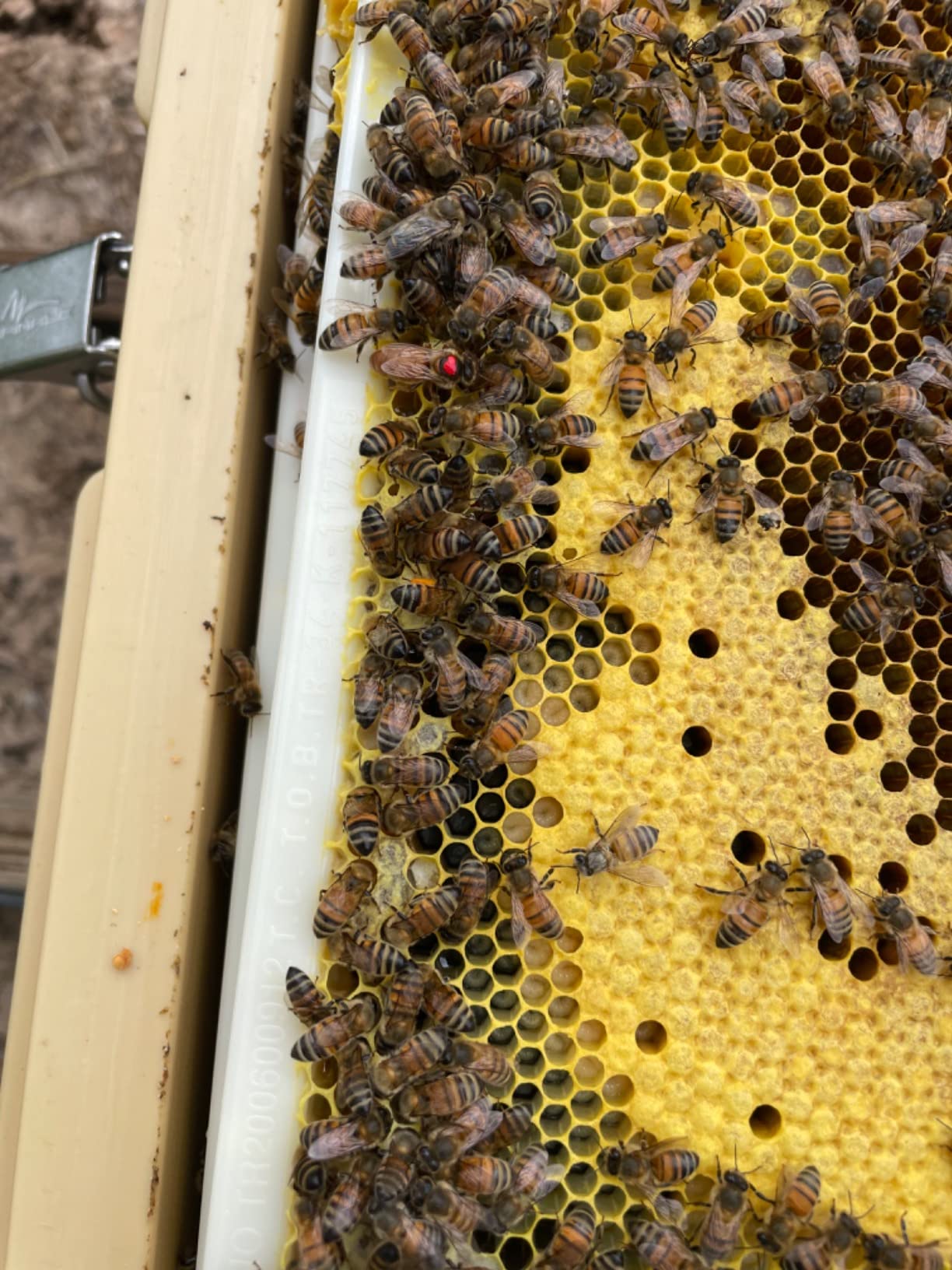 Amazon.com : Queen Bee Marking Pen Set of 5 by Competitive Advantage ...