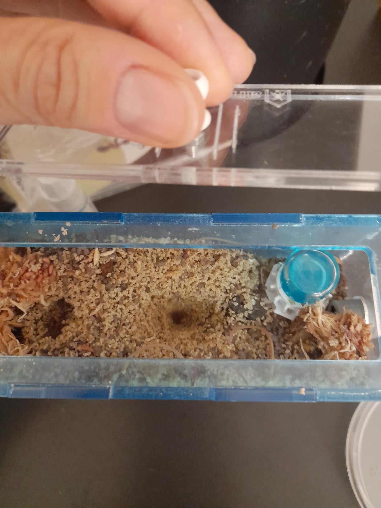 Kit Nido Di Formiche In Acrilico Con Sabbia A Forma Di T Mini ...