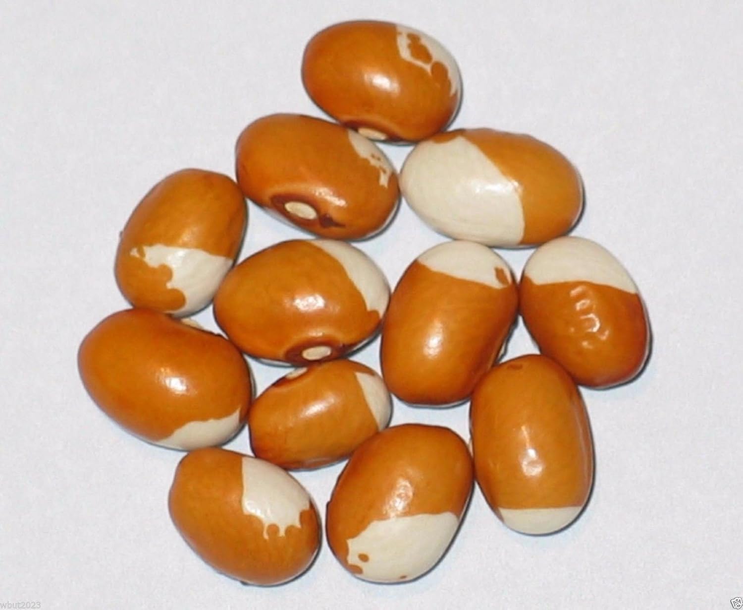 Amazon.com: Semillas de frijol Raquel (Phaseolus vulgaris), también ...