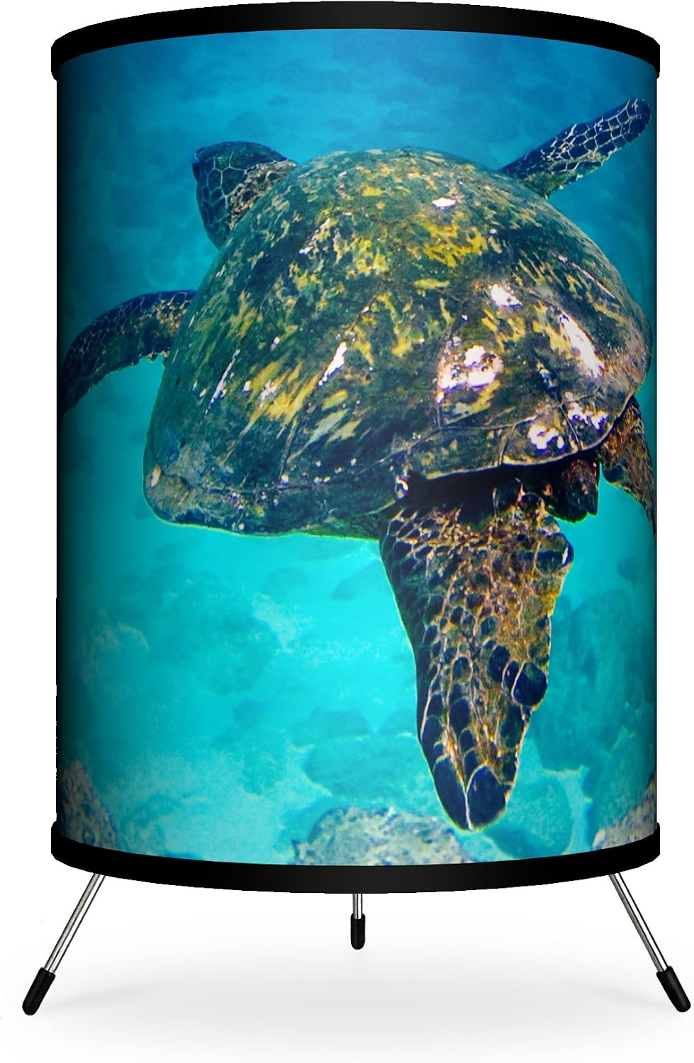 Lamp-In-A-Box TRI-FAR-SDTUR Featured Artists - Sean Davey "Turtle ...