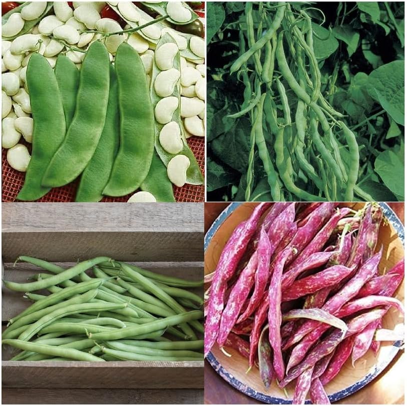 Amazon.com: Organic Provider Bush Bean Seeds - 1/2 OZ ~50 Seeds - Non ...