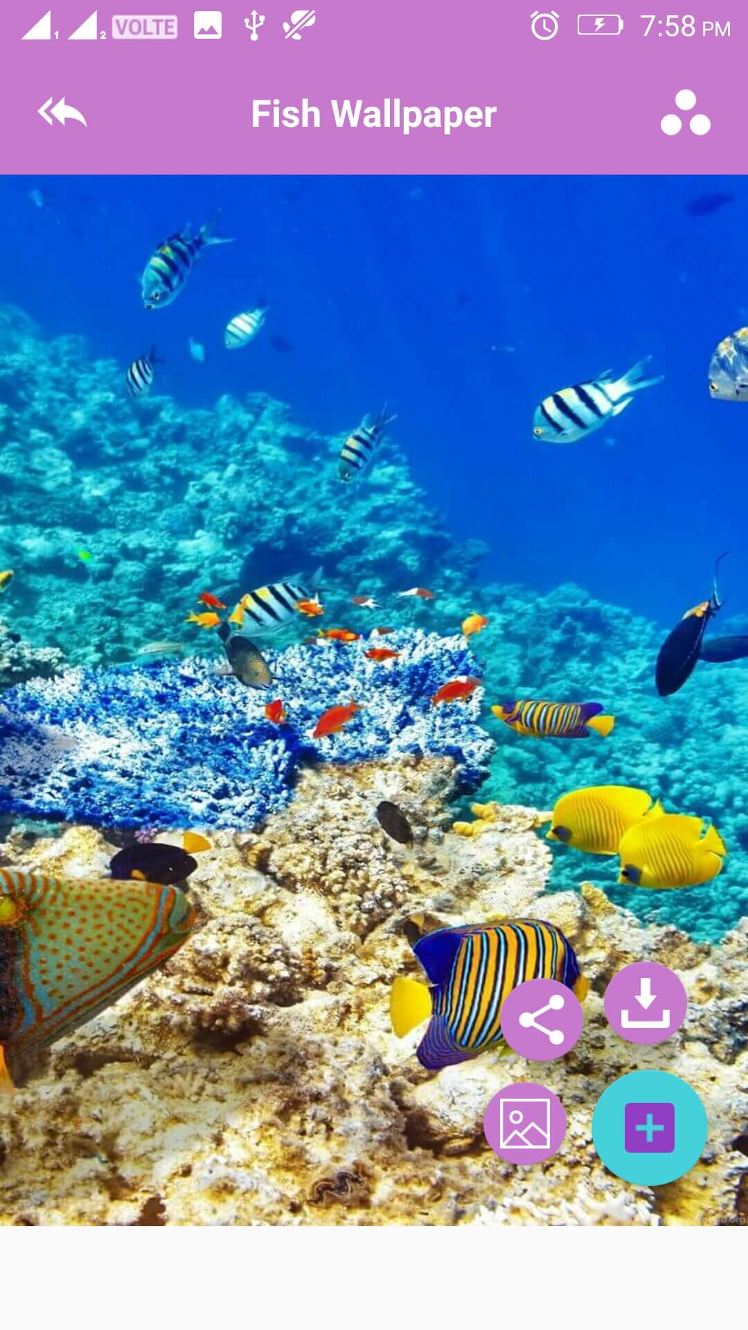 Fish Wallpaper - App on Amazon Appstore