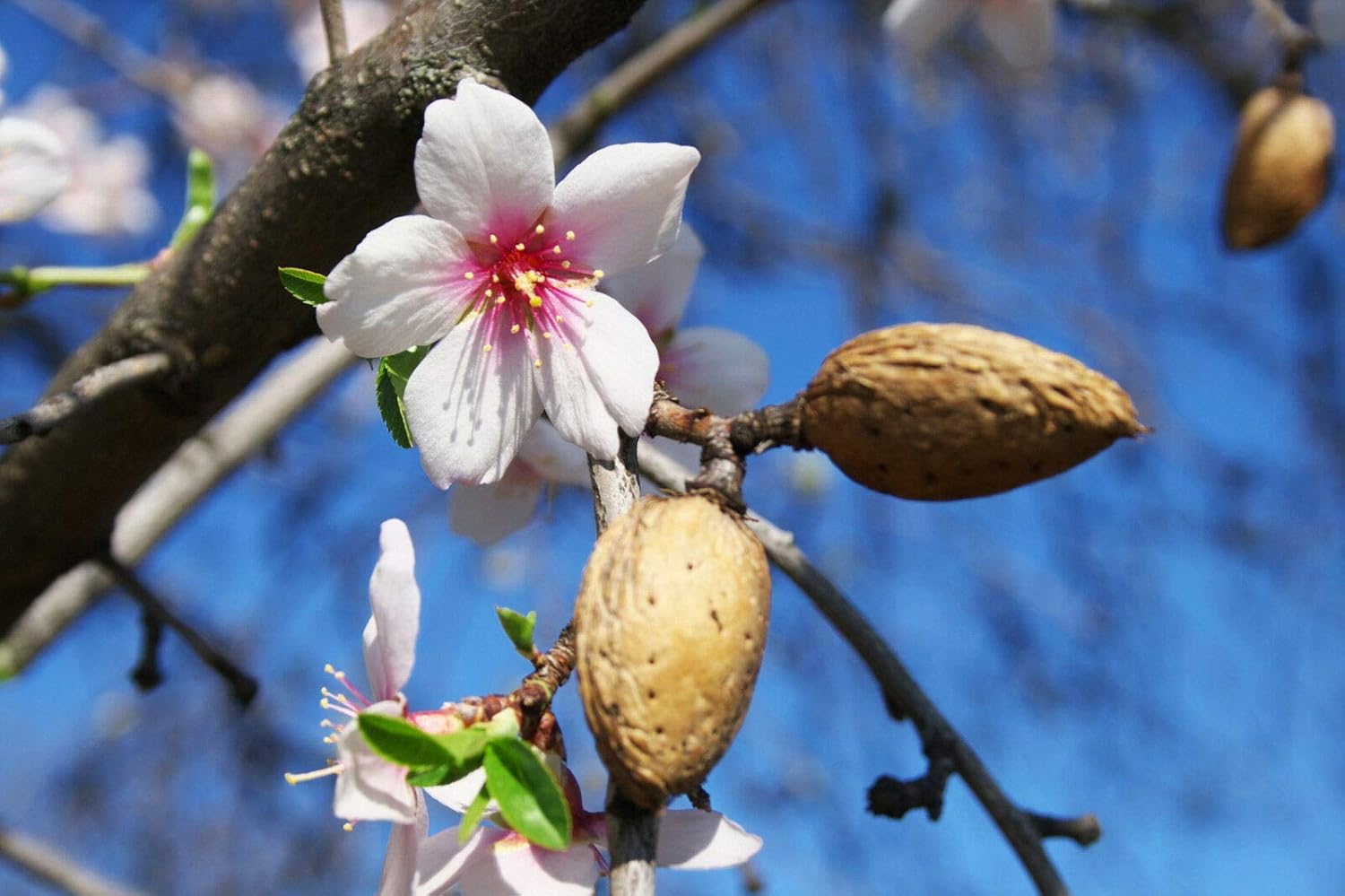 GREEN WORLD Almond/Badam Tree Seeds (200 Seeds) : Amazon.in: Garden ...