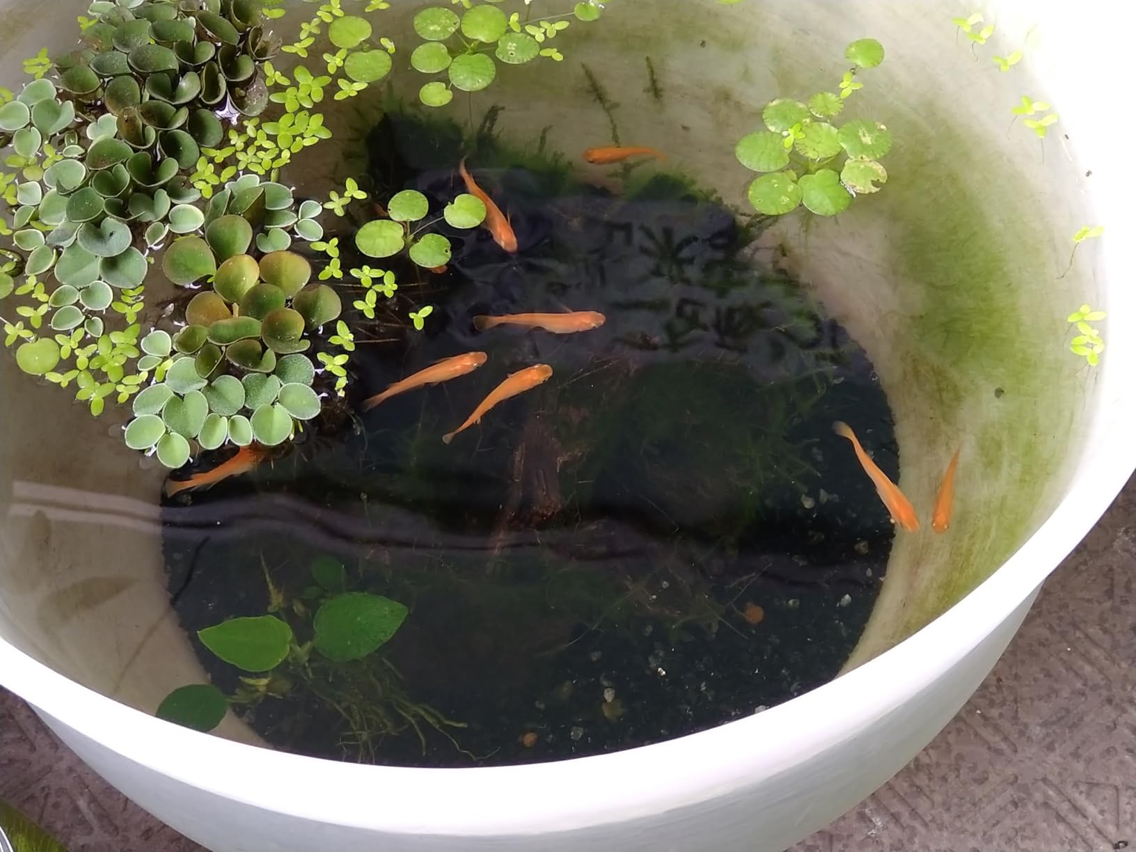 Amazon.co.jp: [Medaka Kaido] High-grade Red Emperor Medaka 5 Pairs ...