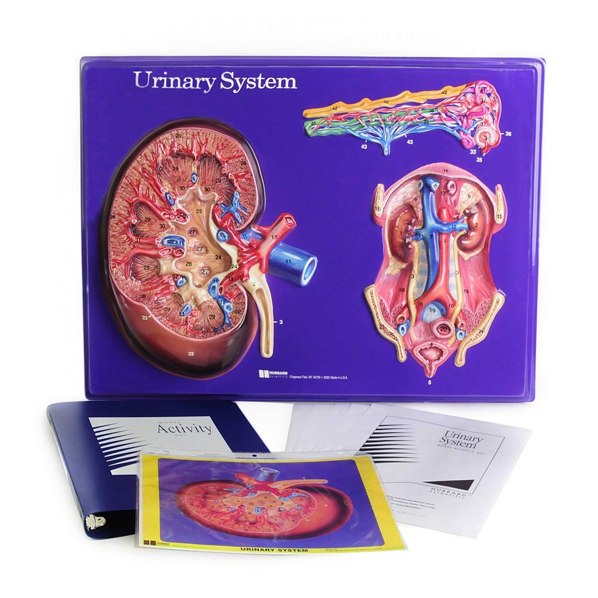 Amazon.com: American Educational Urinary System Model Activity Set ...