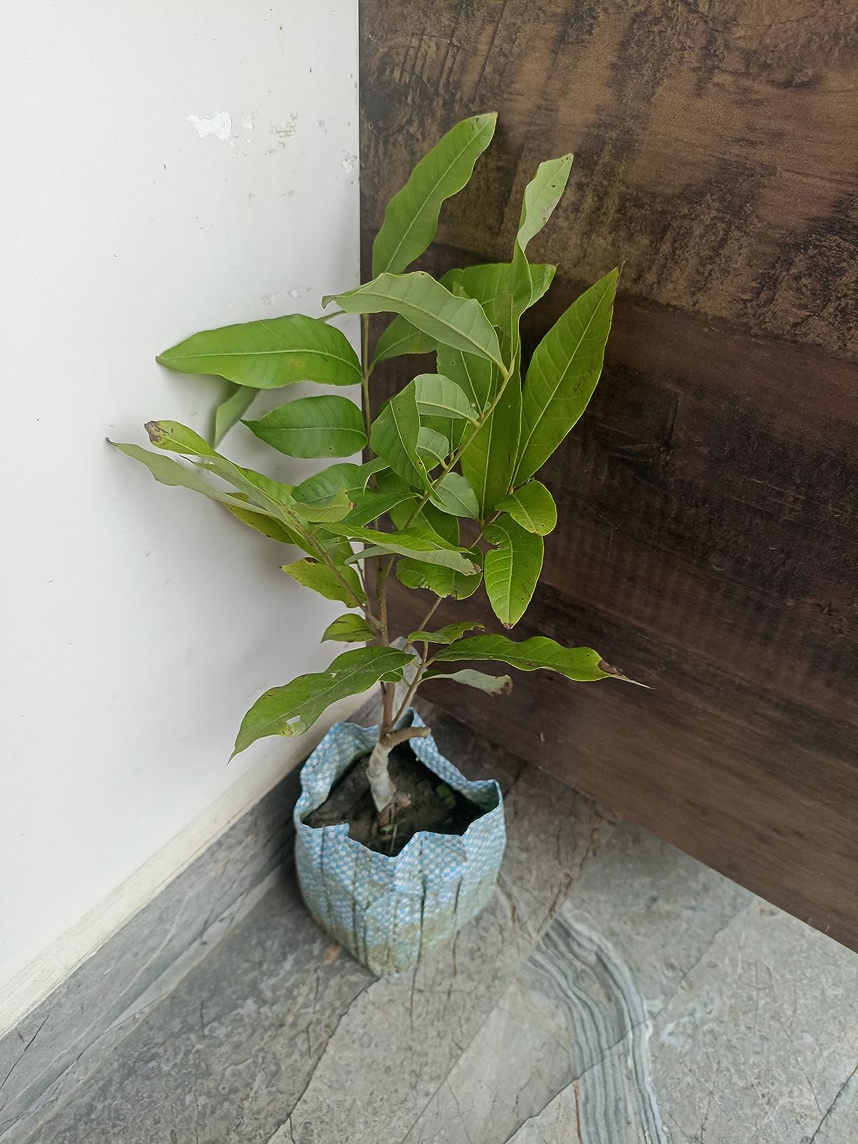 ÂˆÂš 'Hybrid Sweet All Time Longan Fruit Greftad Plant Mondal Plant ...