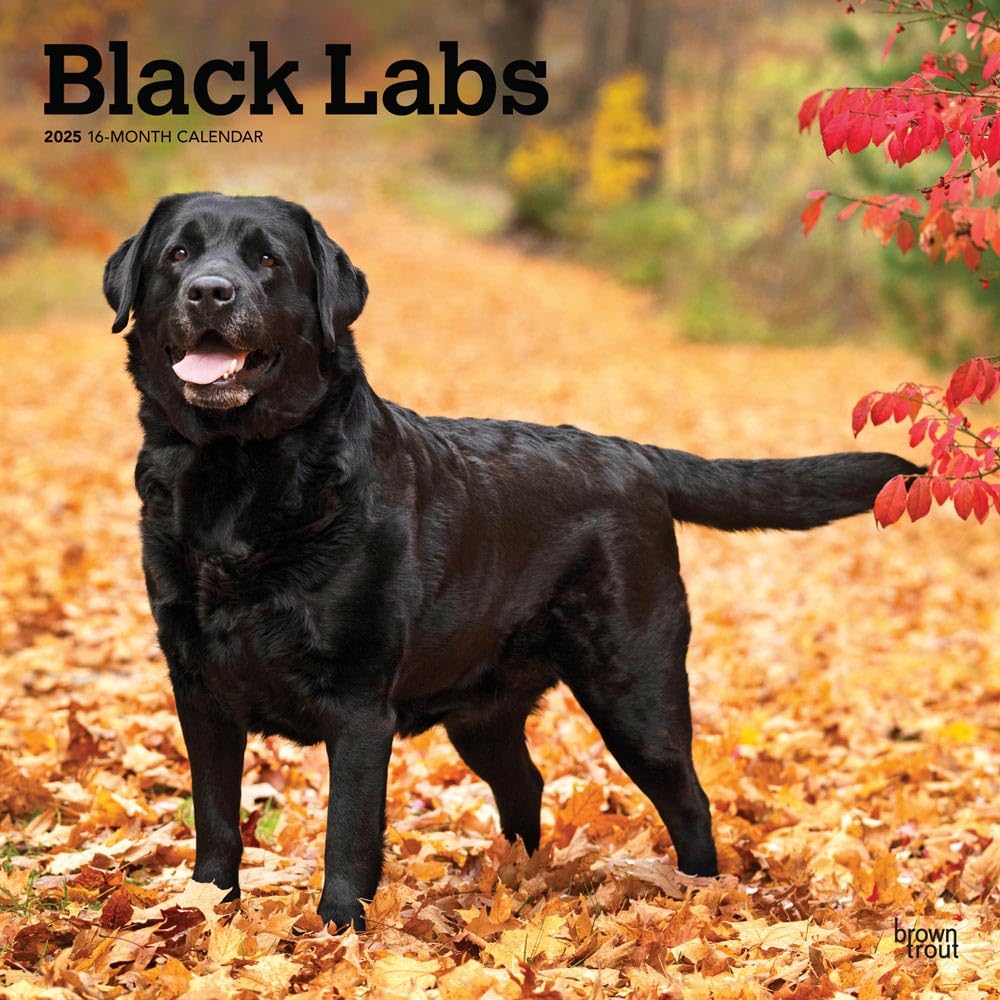 Black Labrador Retrievers | 2025 12 x 24 Inch Monthly Square Wall ...