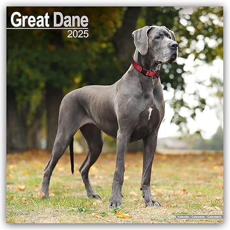 Great Dane (Euro) 2025 Square Wall Calendar | Dog Breed Calendar ...