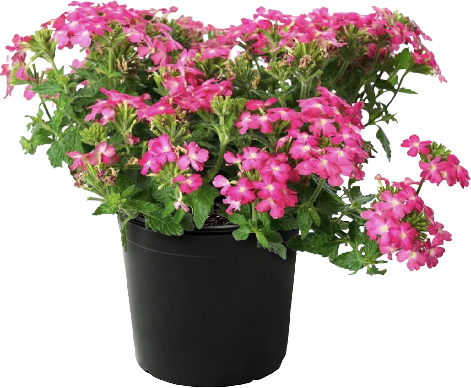 Amazon.com : Live Verbena - Pink - Creeping/Trailing Perennial ...