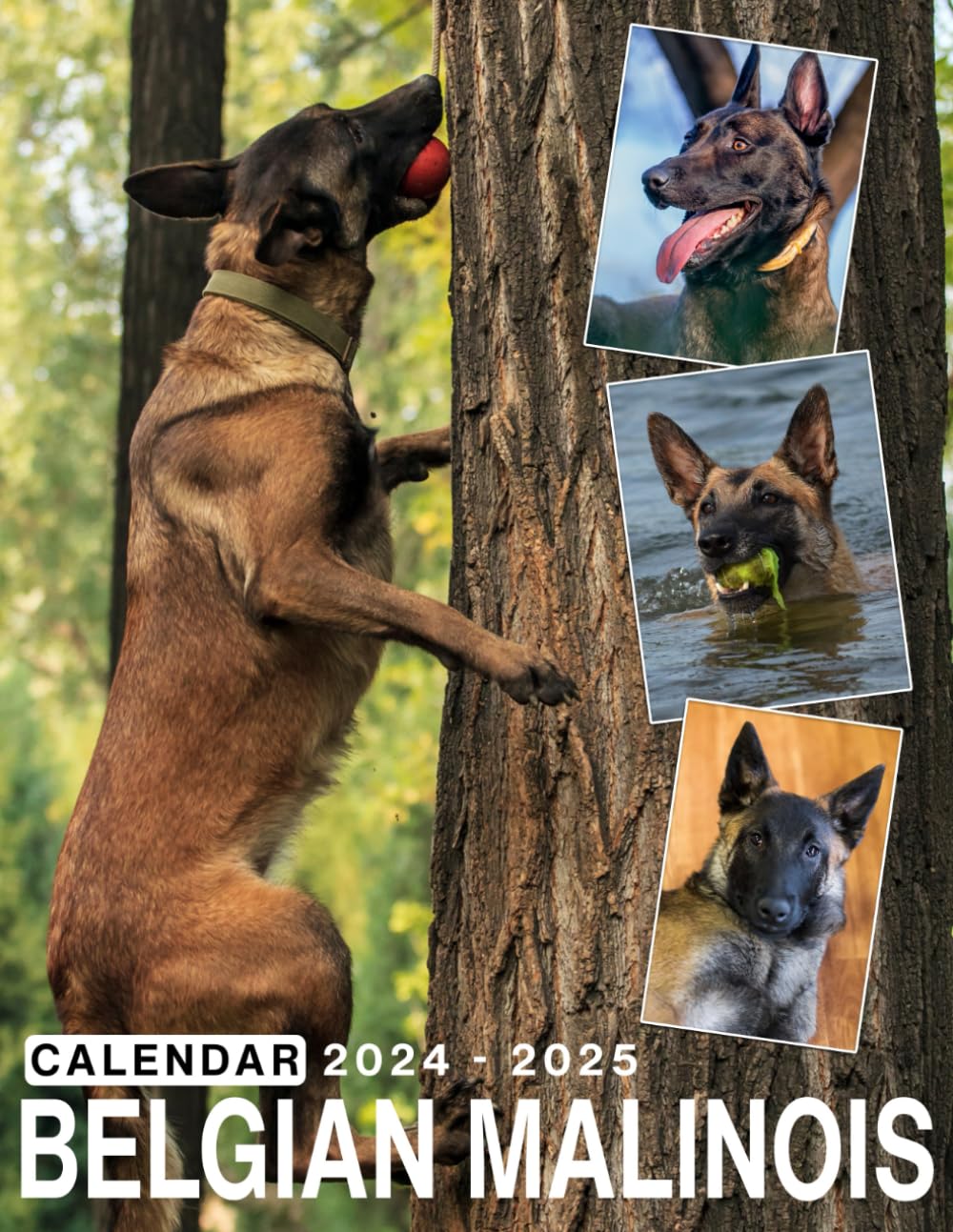 Belgian Malinois Calendar 2024 - 2025: A 24-Month for Jan 2024 to ...