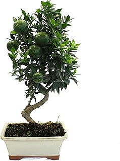 Pamplemoussier / Pamplemousse (Citrus grandis) : taille, bouturage ...