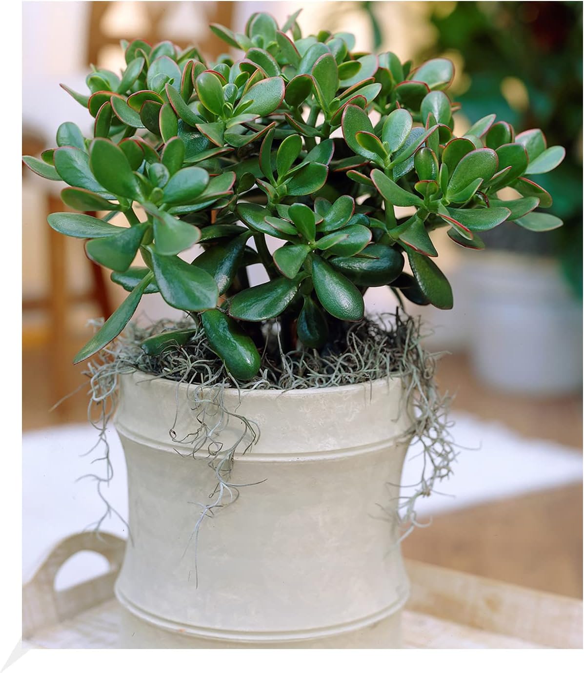 BALDUR Garten Geldbaum Crassula, 1 Pflanze, Zimmerpflanze pflegeleicht ...