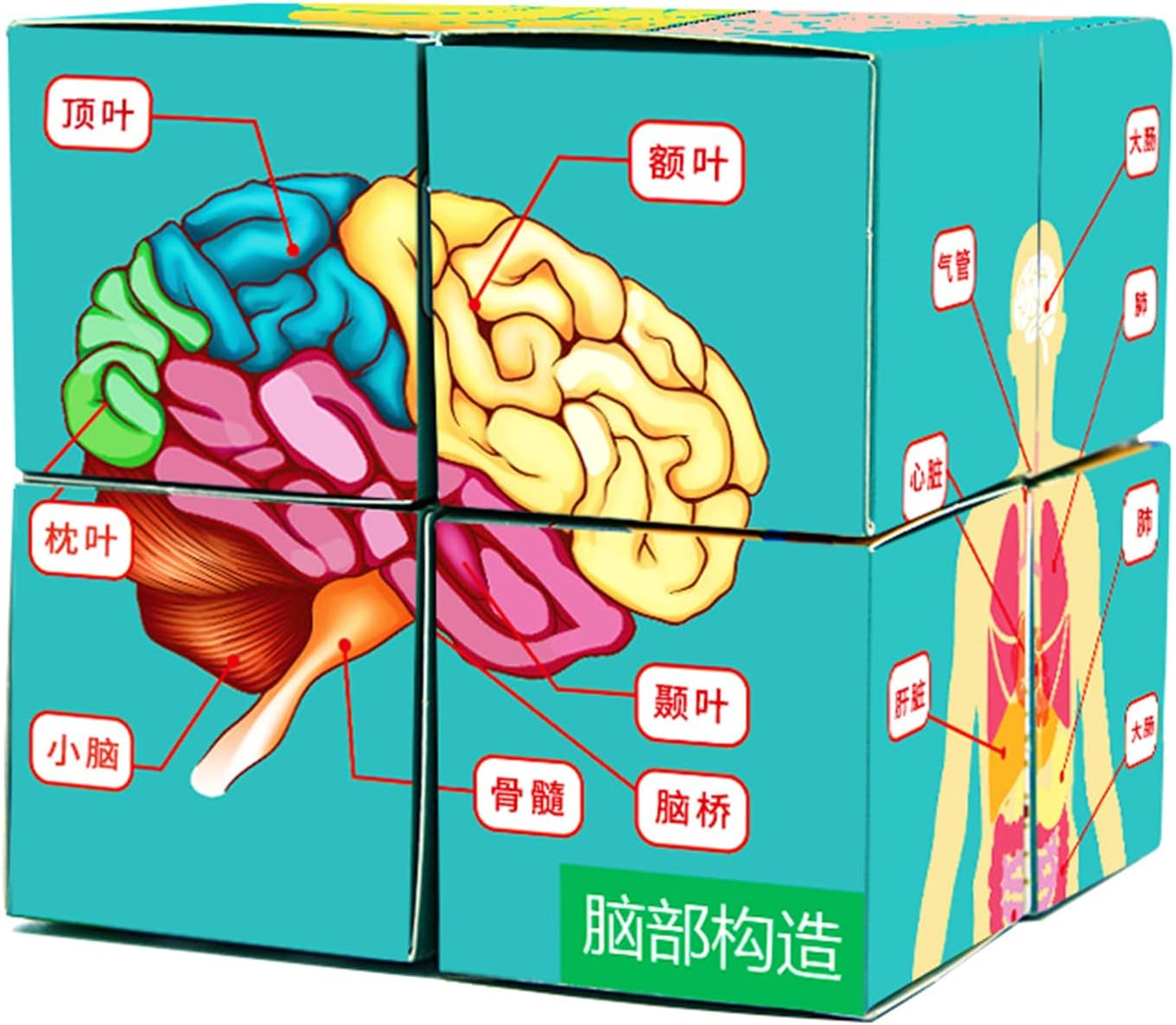 Amazon.com: Human Body Organs Cube Human Anatomy Study Cube Science ...