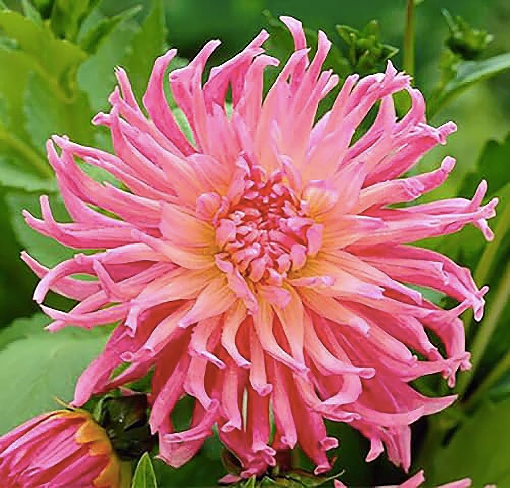 Amazon.com : Pink Star's Favorite - Cactus Dahlia - 5 Gallon Size Bare ...