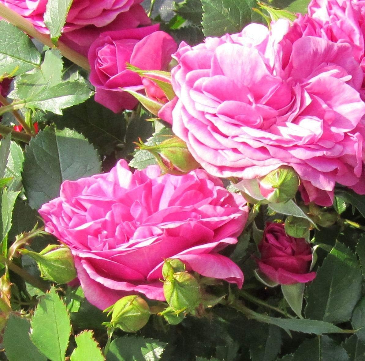 Rosa Patiohit Dafne - New Compact Rose - 3 Plants in 10.5cm Pots ...