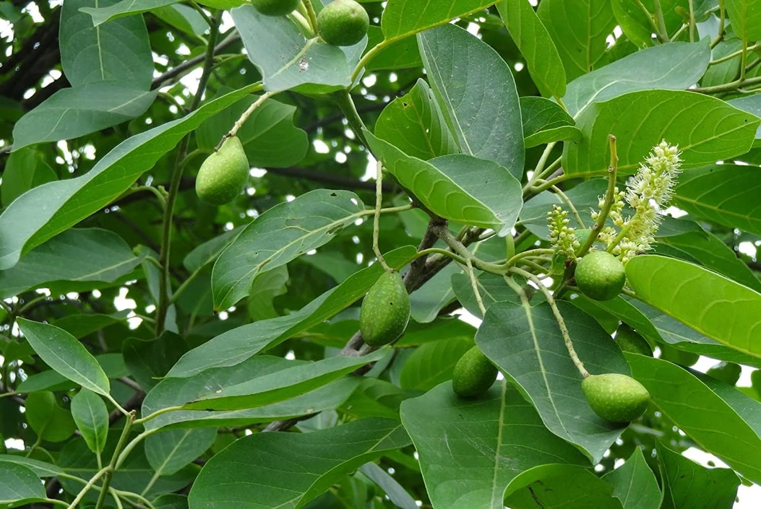 Myrobalan Tree Chebulic Myrobalan Farming In Detail | Chebulic