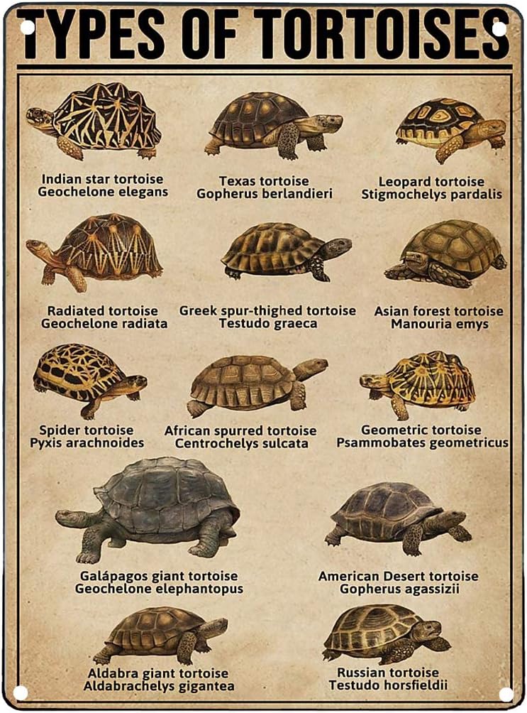 Amazon.com: Metal Tin Sign Types of Tortoises Vintage Sign Poster Art ...