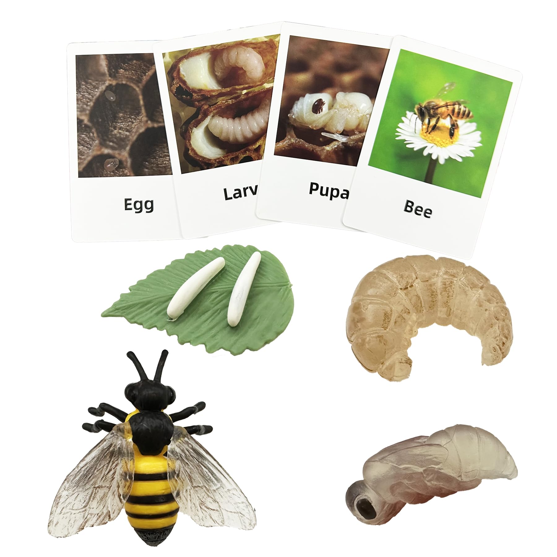 Amazon.com: Mbrain 4pcs Bee Growth Cycle with Flash Cards,Life Cycle ...