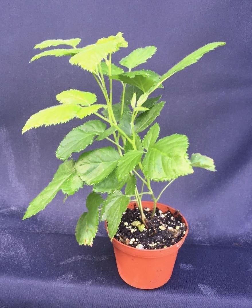 Amazon.com : BLACKBERRY, 'ARAPAHO' THORNLESS, SWEET, BLACKBERRY PLANT ...