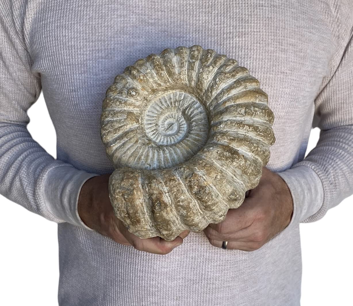 Giant Ammonite Fossil