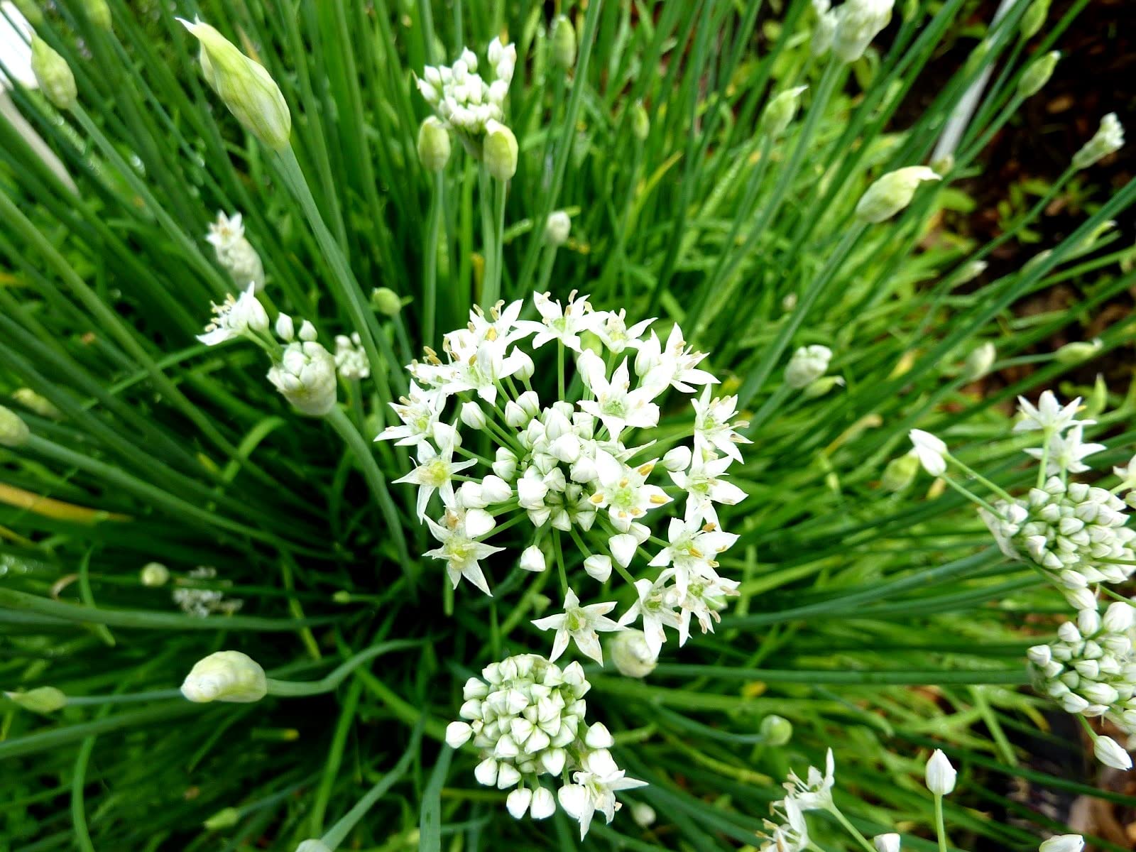 Wild Garlic Chives How To Plant And Grow Wild Garlic Chives In The