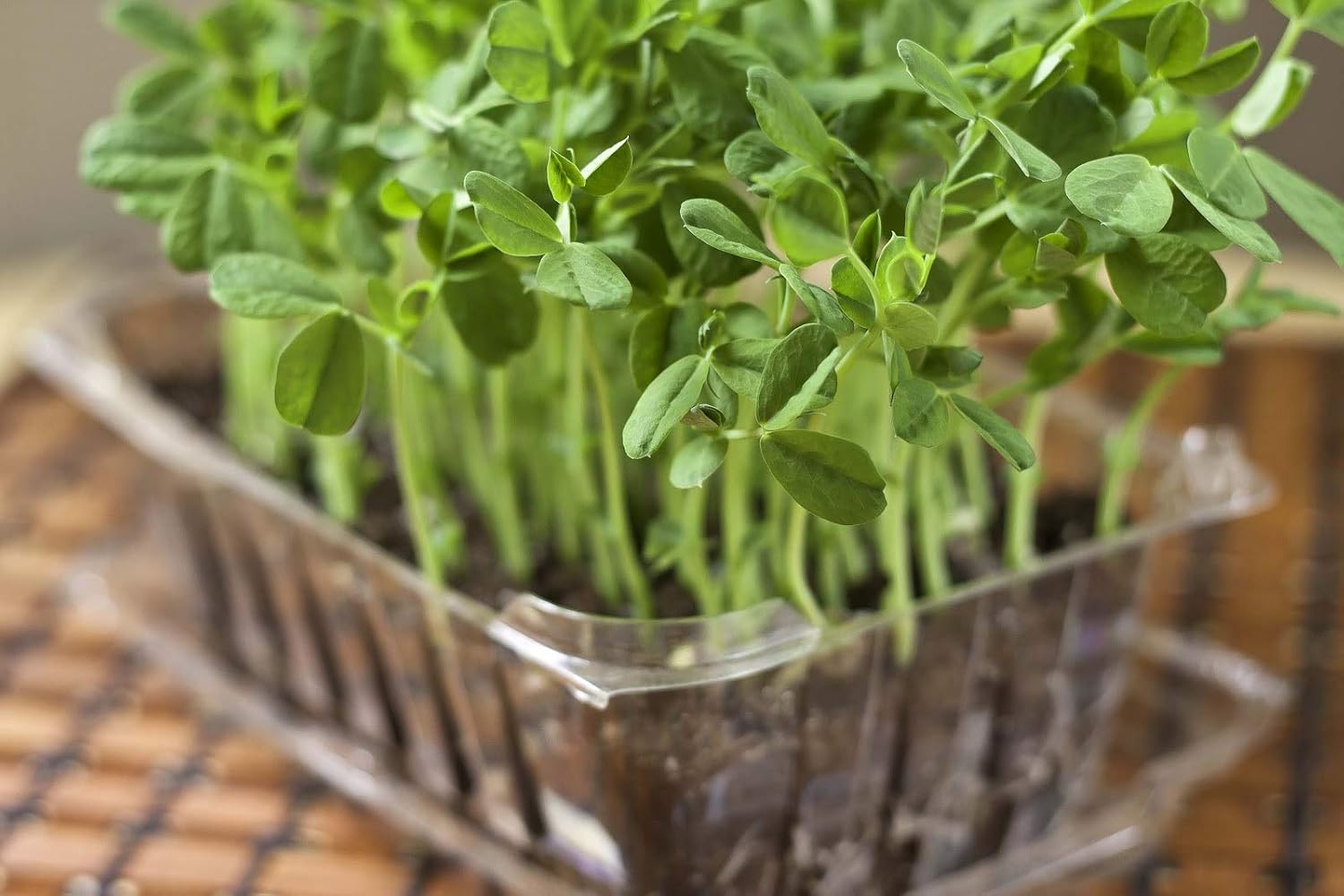 Creative Farmer Vegetable Seeds Dipani Seeds - Methi Fenu Greek (Micro ...