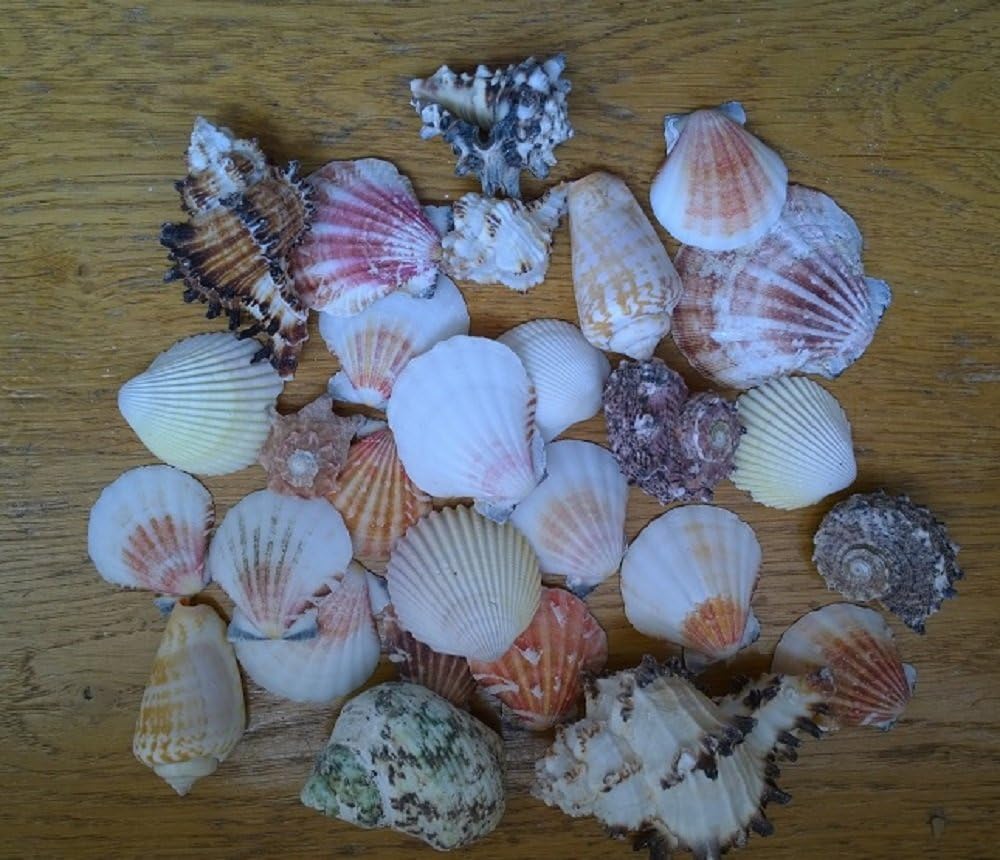 Amazon.com: Assorted Mixed Seashells 350g Bag Nautical Sea Shell ...