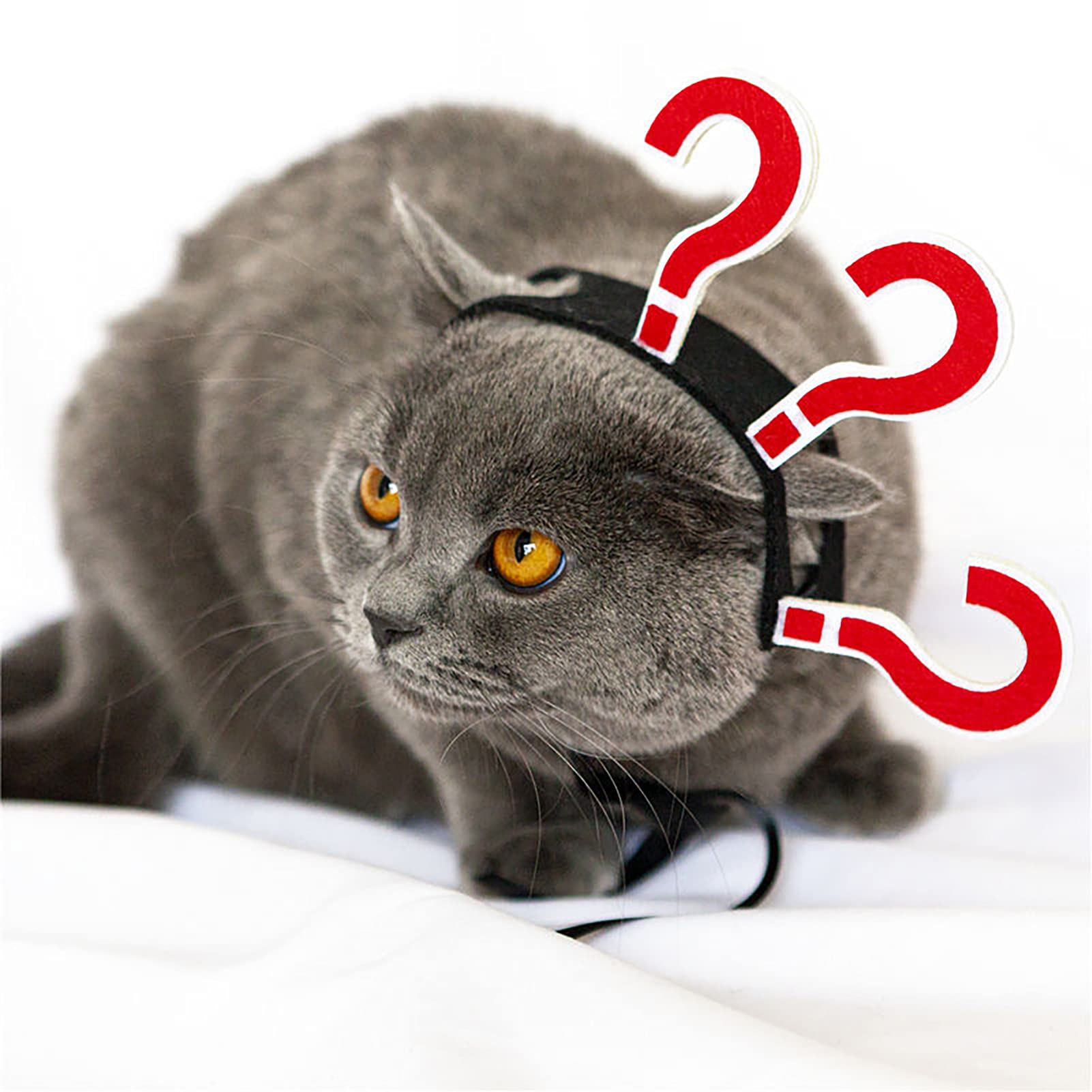 Funny Cat Question Mark