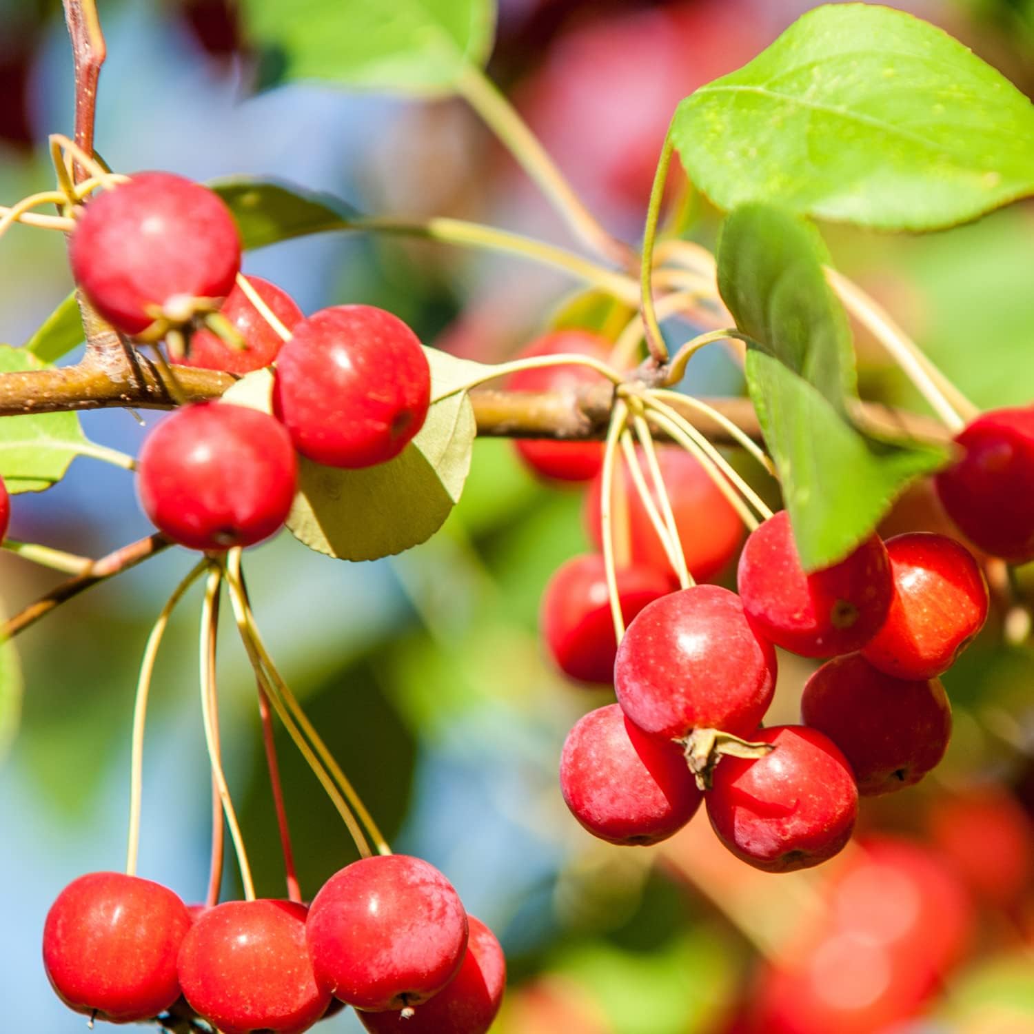 Amazon.com : 2 Sargent Crabapple Trees Live Plants 12 to 18 Inc Tall, Crab Apple Fruits ...