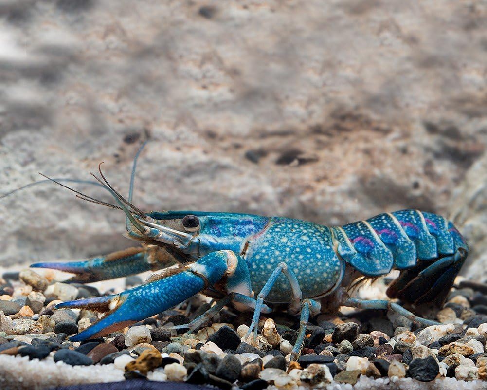 Garnelio - 1 Paar Rotscherenkrebs - Cherax quadricarinatus : Amazon.de ...