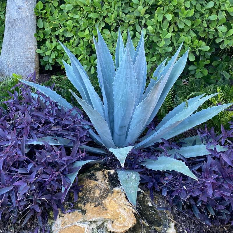 2 plantas de agave azul vivas raíz desnuda de 4 a 8 pulgadas para ...